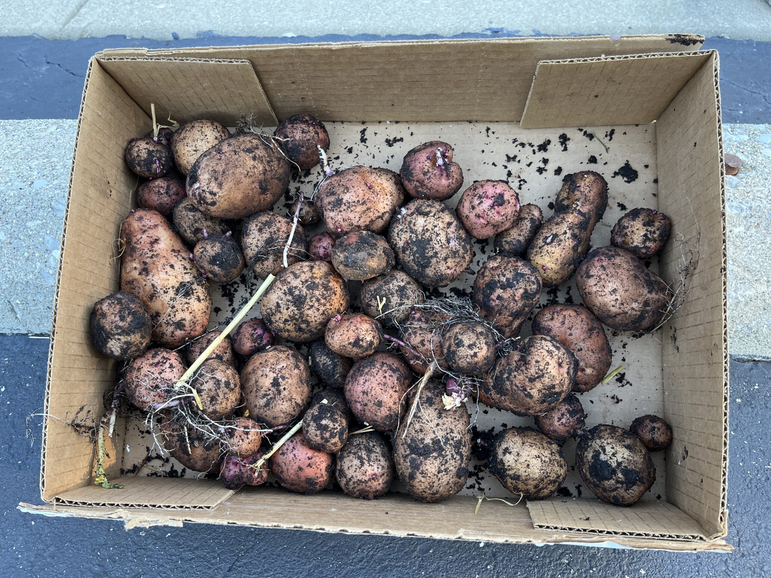 Harvesting at the CEC - Compass Education Center